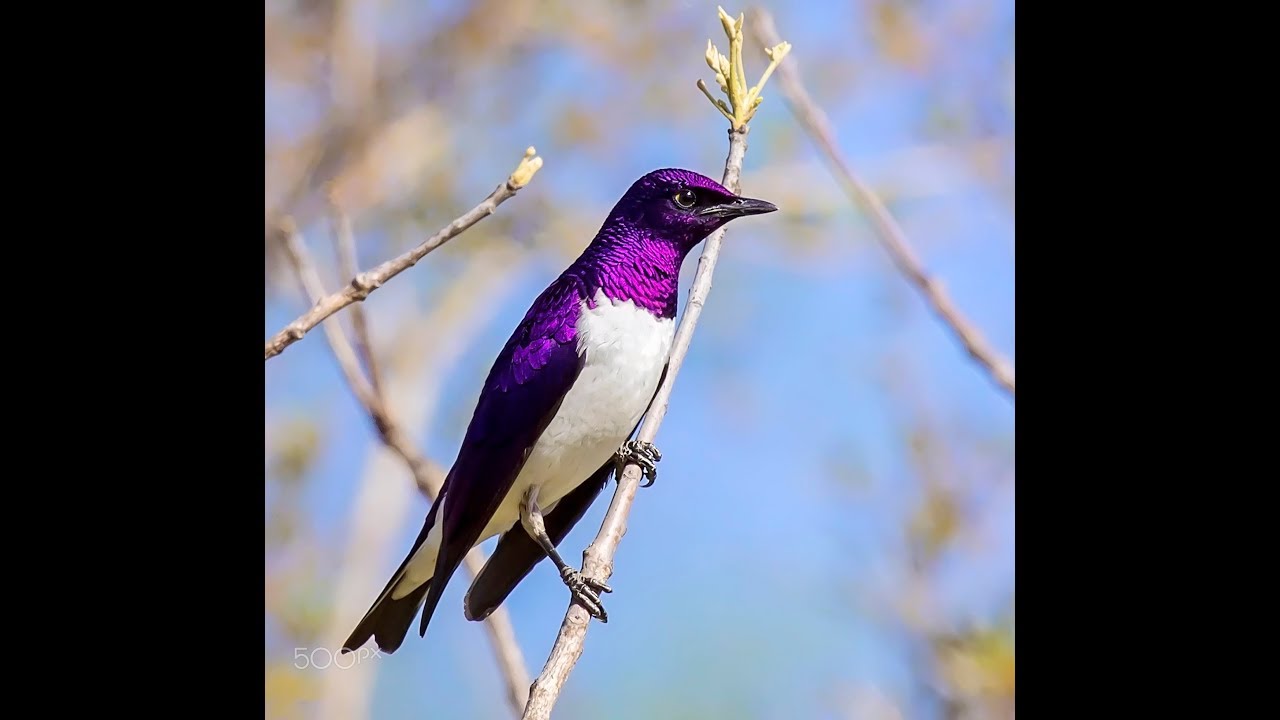 10 Amazing Purple Bird Species You Should See - Sigloxxi