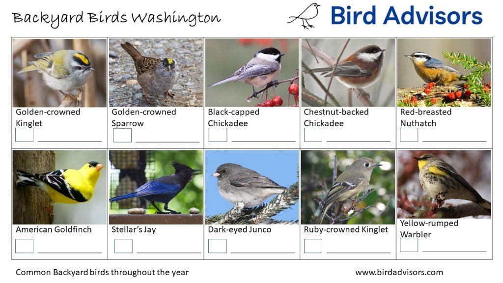 30 Backyard Birds to Know in Washington State - Sigloxxi