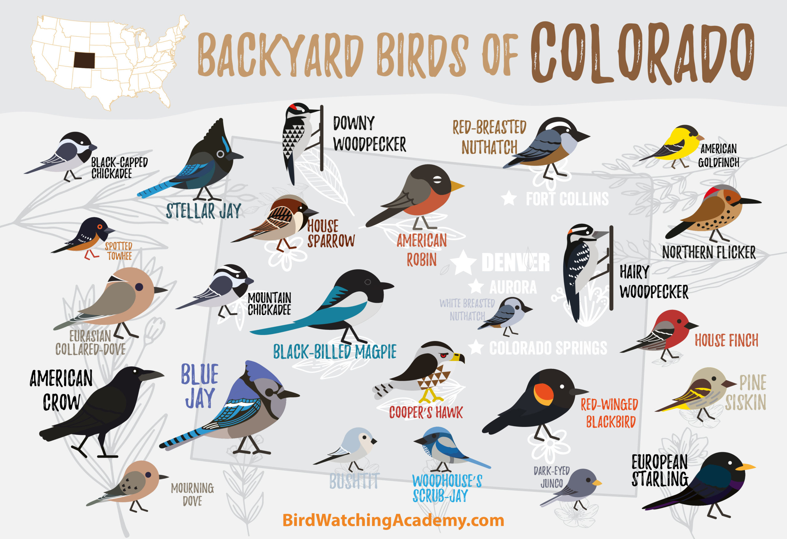 A Comprehensive Guide to 26 Common Backyard Birds in Colorado - Sigloxxi