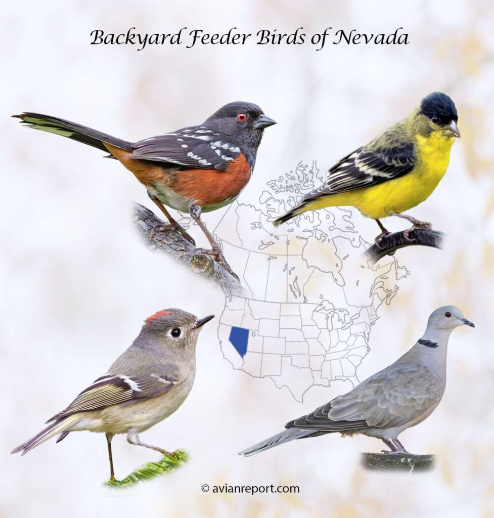 A Guide to 28 Common Backyard Birds in Nevada - Sigloxxi