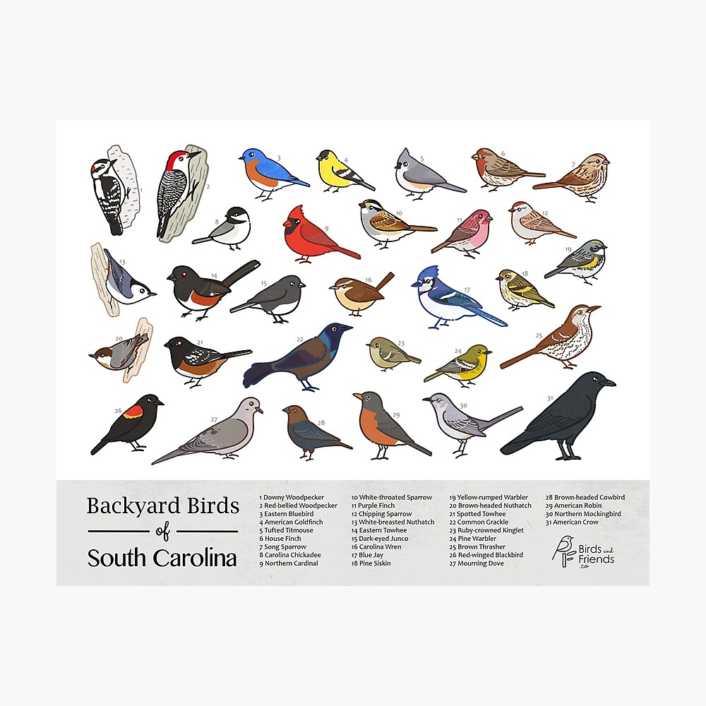 A Guide to the Most Common Backyard Birds in South Carolina - Sigloxxi