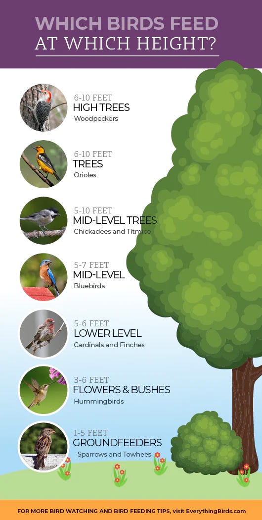 Bird Feeder Placement Guide: Finding the Perfect Height for Your Feeder ...