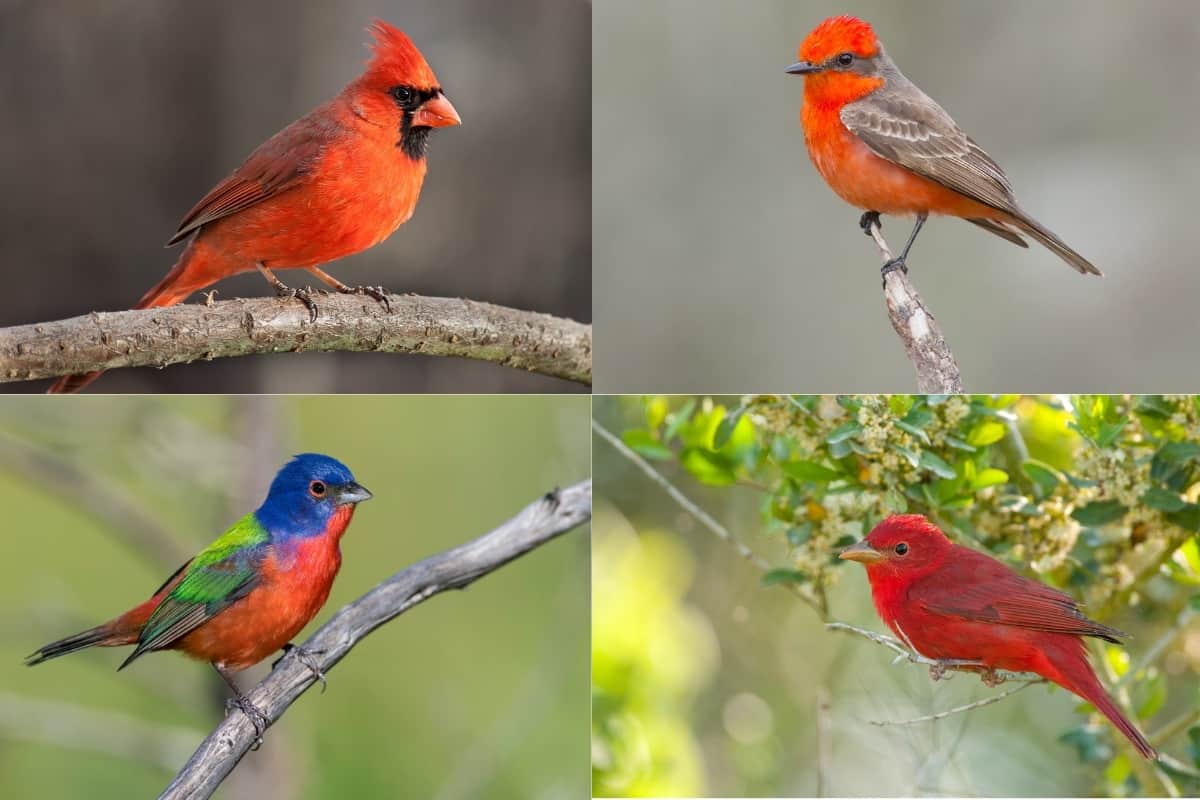 Birds of Texas: Red, Orange, and Yellow Feathered Species - Sigloxxi