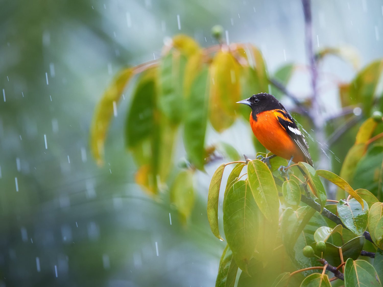Birds seek shelter in dense trees and bushes during storms to protect ...