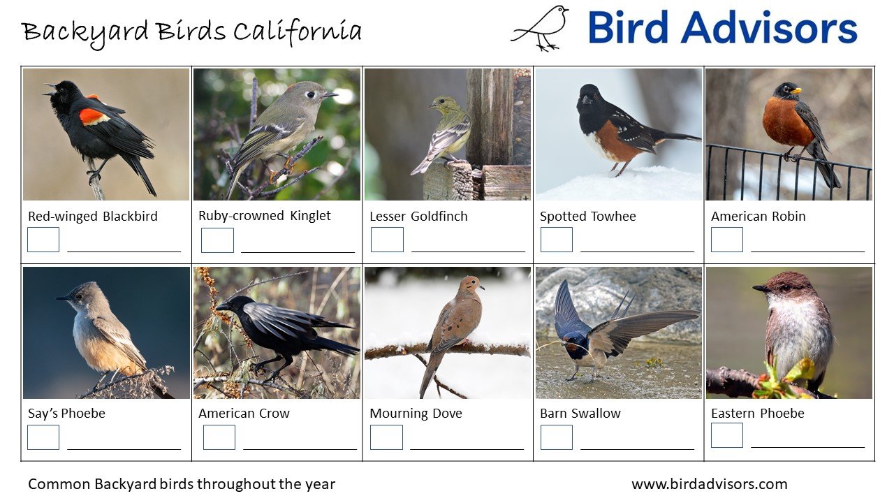 Common Backyard Birds in California - Sigloxxi