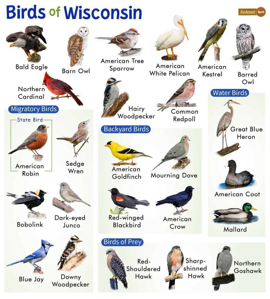 Common Backyard Birds in Wisconsin - Sigloxxi