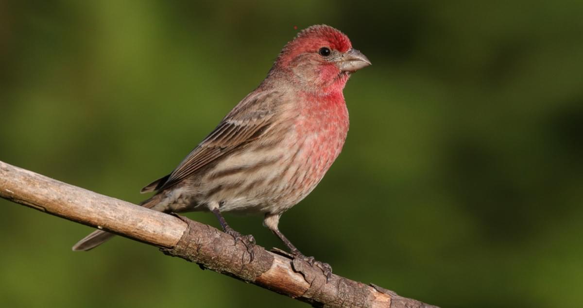 Common Birds in the United States: House Finches at Bird Feeders - Sigloxxi