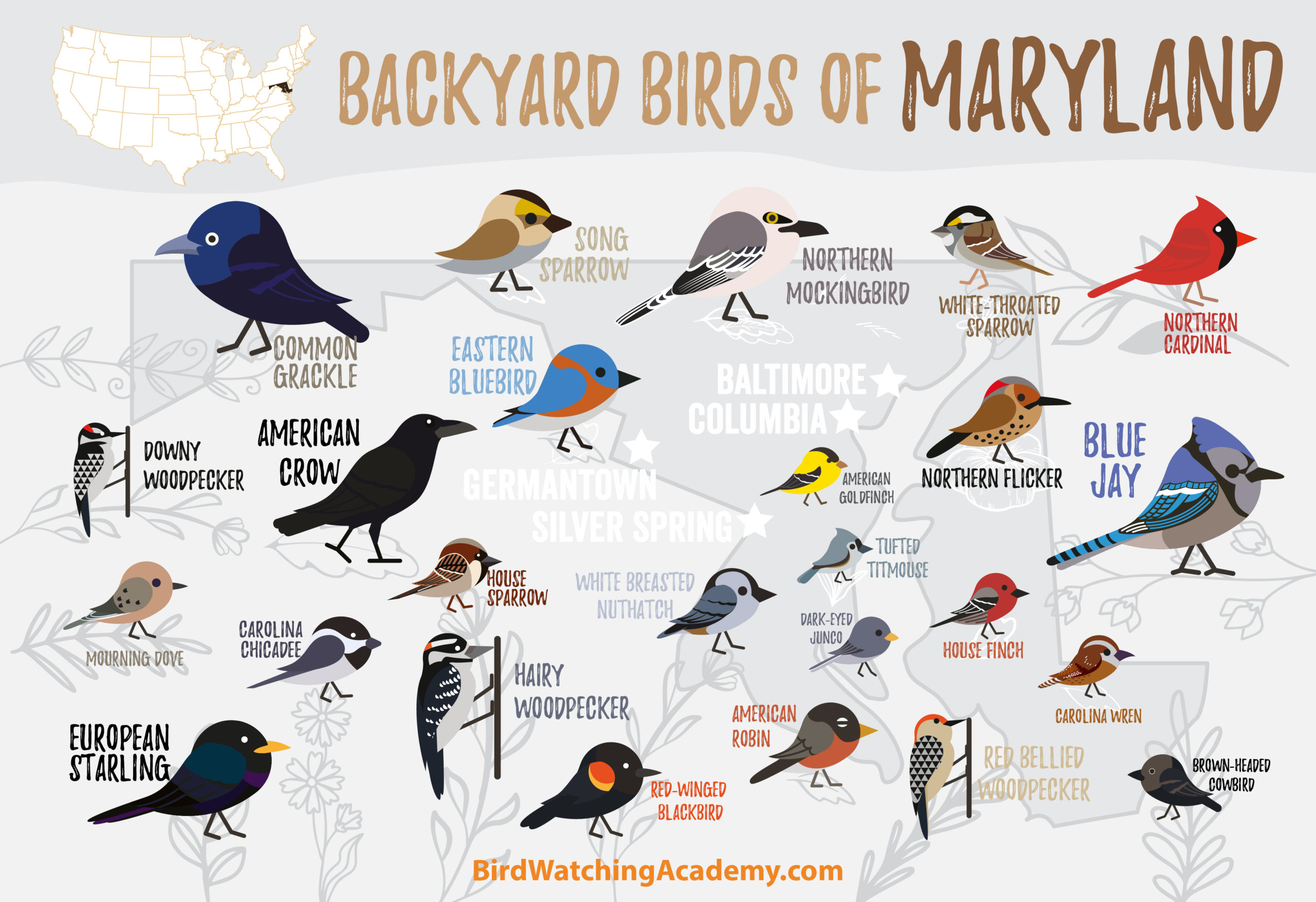 Discover the Most Common Backyard Birds in Maryland - Sigloxxi