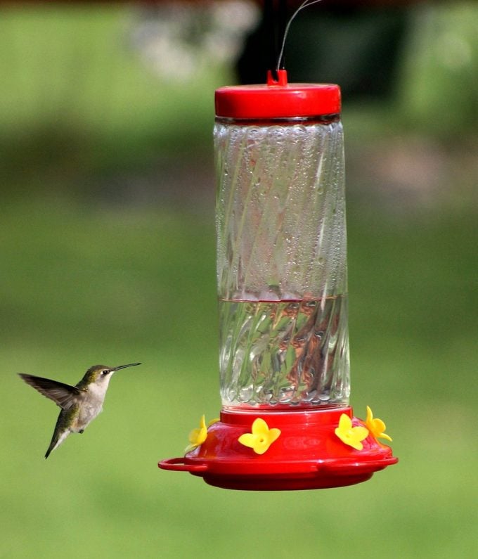 Feeding hummingbirds is a common activity in the United States - Sigloxxi