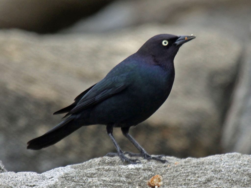 Identifying 22 Different Types of Black Birds: A Comprehensive Guide ...