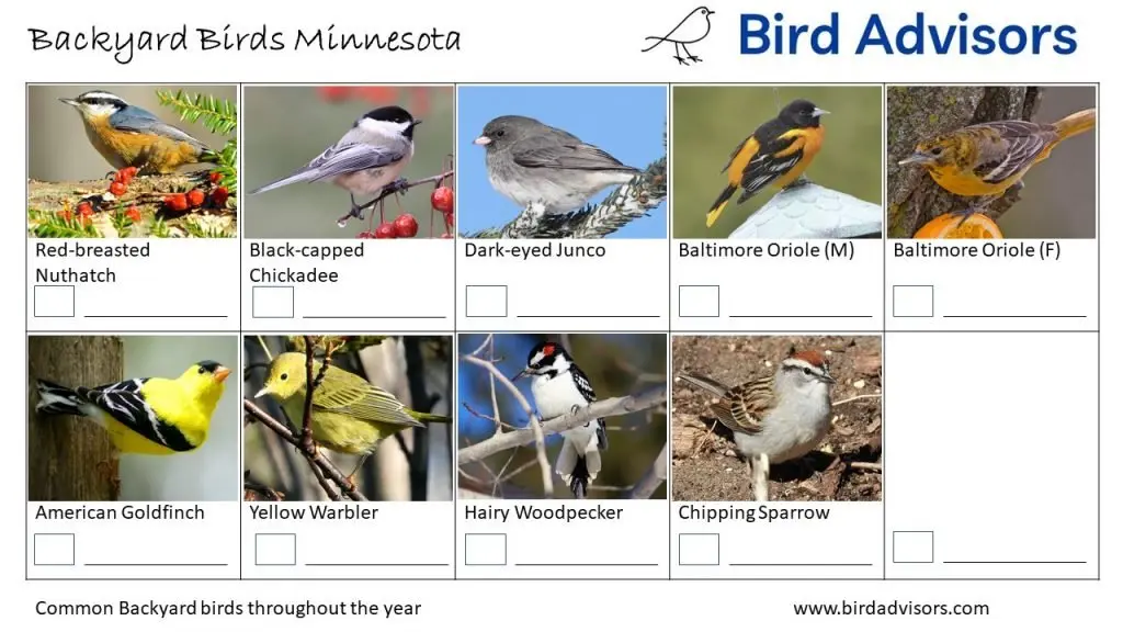 Identifying Birds in Minnesota by Shape and Size - Sigloxxi