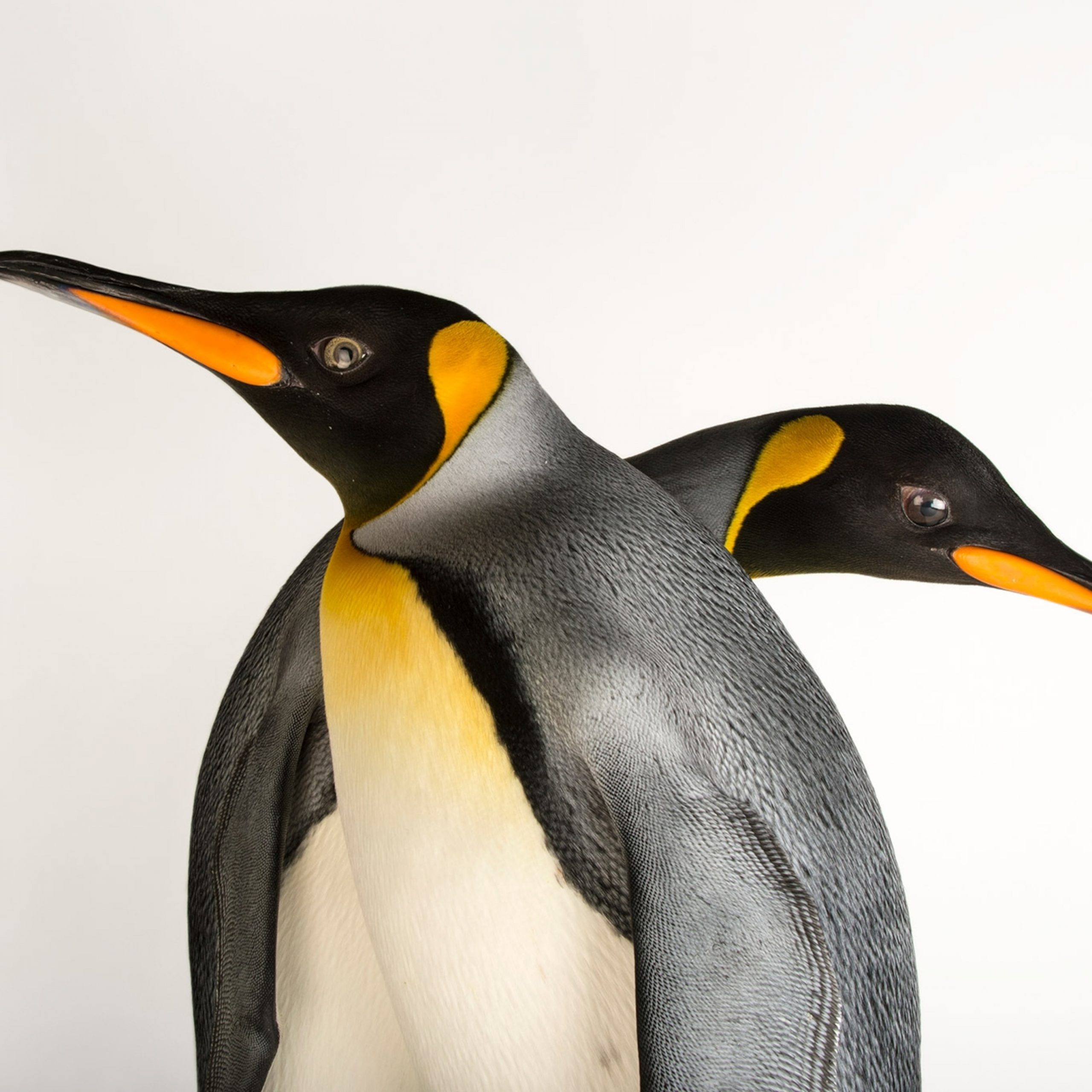 Is a Penguin A Bird? - Sigloxxi