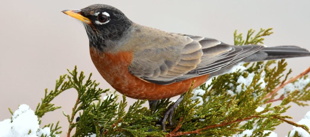 Most Common Backyard Birds in New Hampshire - Sigloxxi