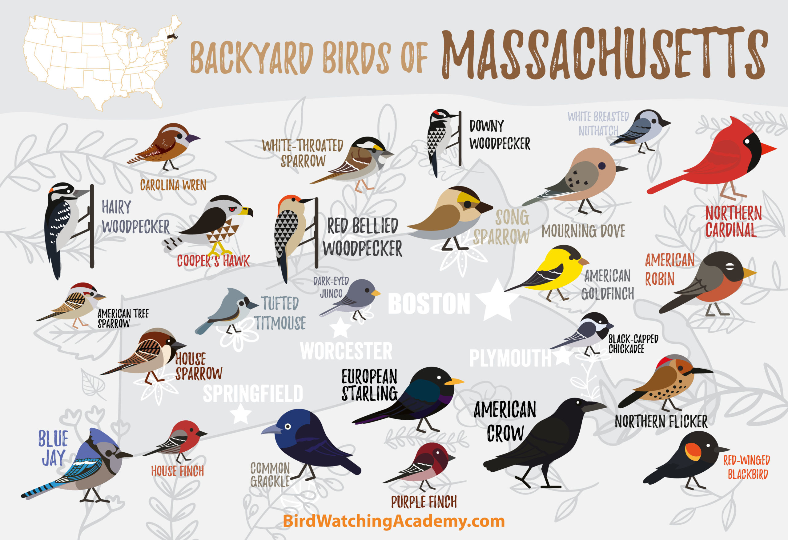 The Most Common Backyard Birds in Massachusetts - Sigloxxi