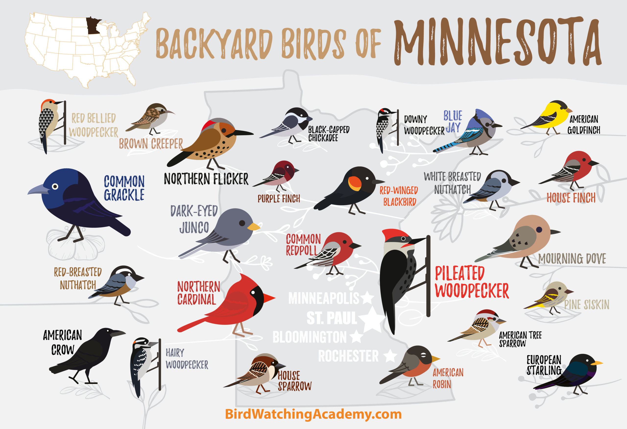 The Most Common Backyard Birds in Minnesota - Sigloxxi