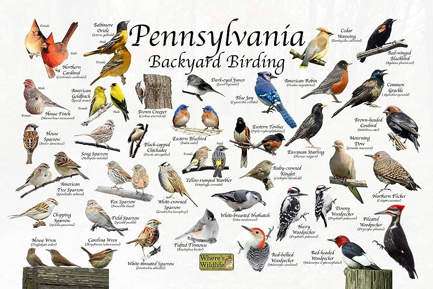 The Most Common Backyard Birds in Pennsylvania - Sigloxxi
