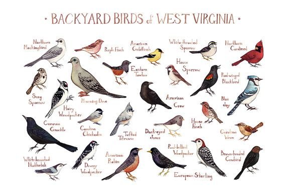 The Most Common Backyard Birds in West Virginia - Sigloxxi