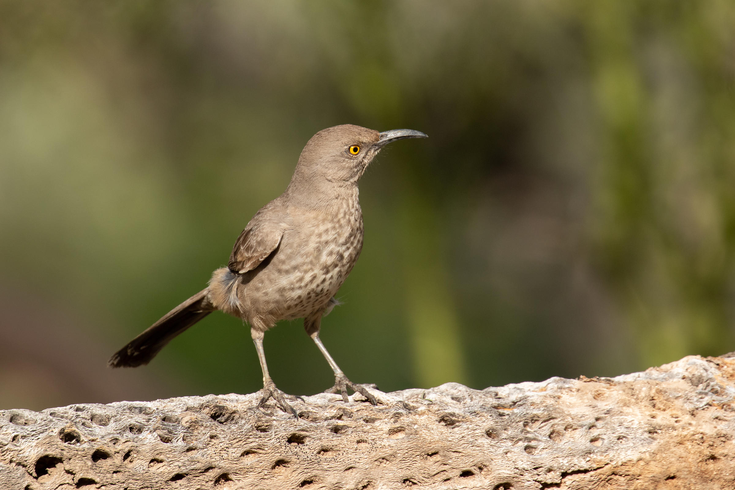 The Most Common Birds Found in Arizona Backyards - Sigloxxi