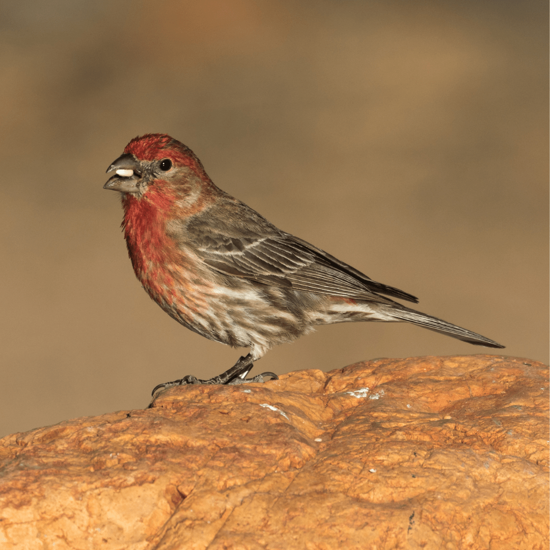 The Red-headed Sparrow-like Bird: A Misnomer for the House Finch - Sigloxxi
