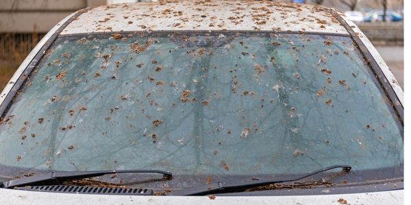 The Spiritual Meaning of Bird Droppings on a Car - Sigloxxi